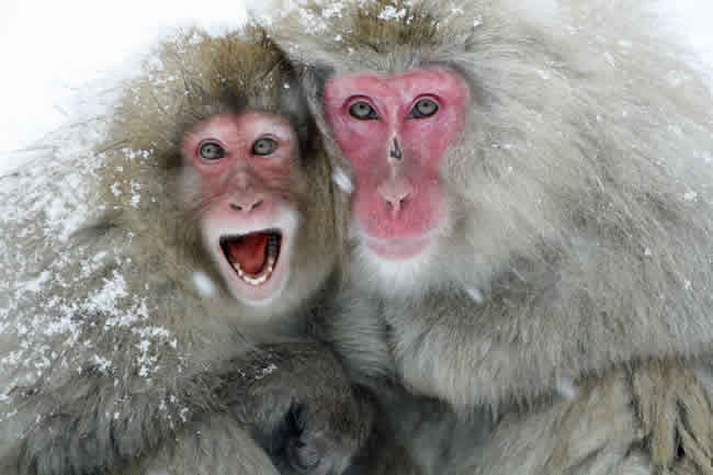 September 15, 2015: Snow Monkeys surprise! Dark Matter season 2 takes ...